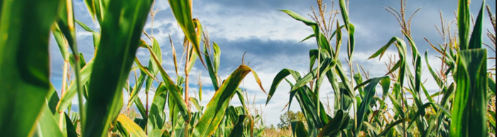 Inari Awarded two Patents for Modifying Already-modified Corn and ...